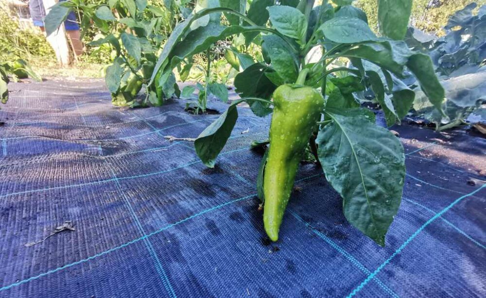Paprika Anbau – von der Aussaat bis zur Ernte - HomeOgarden.de